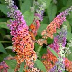 Buddleia davidii orange-eye