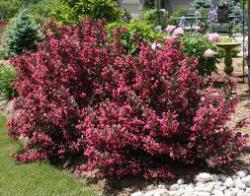 Weigela purpurea