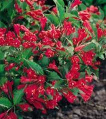 Weigela Florida - crven cvet