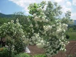 viburnum opulus-kartuk