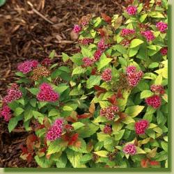 Spirea