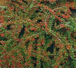 Cotoneaster zbunasti