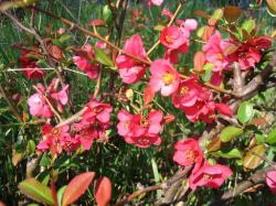 Chaenomeles japonica
