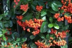 Pyracantha coccinea-Vatreni grm