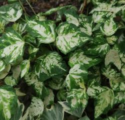 Bršljan - Hedera Glacer variegata