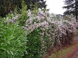 clematis vitallba sadnica