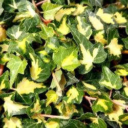 Brsljan - Hedera helix Goldheart - sarenolisni
