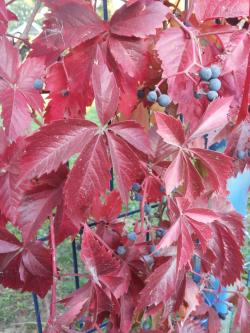 Parthenocissus Quinquefolia-Petoprsta loza