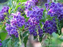 SAFIRNA KIŠA (Duranta repens) BILJKA