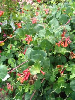 Lonicera Dropmore Scarlet