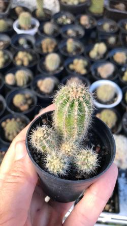 Echinopsis sp. (verovatno hibrid)