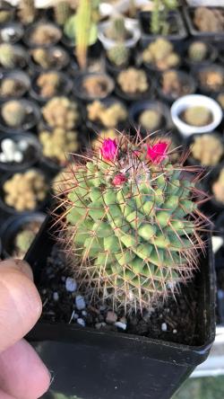 Mammillaria