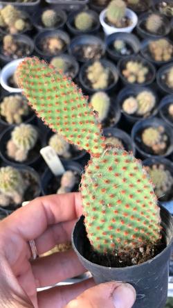 Opuntia Microdasys Rufida
