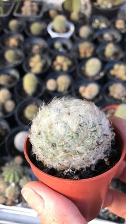 Mammillaria Plumosa