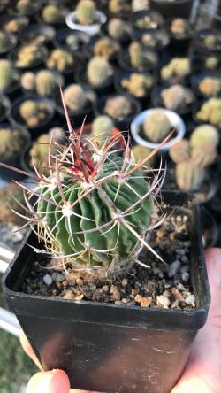 Stenocactus sp.