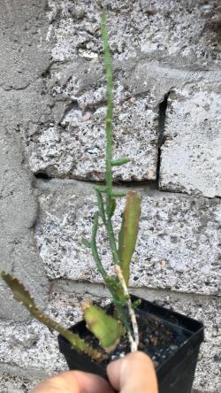 Mix Kaktus Olovka i epiphyllum
