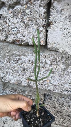Opuntia sp. Kaktus olovka