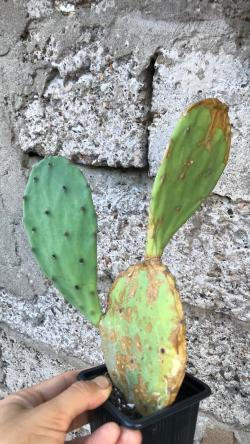 Opuntia sp, veća biljka