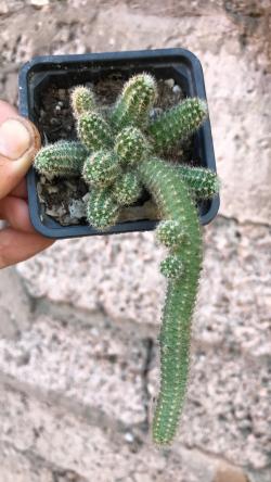 Chamaecereus silvestrii