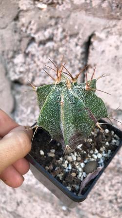 Astrophytum Ornatum