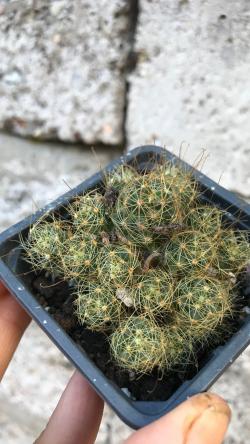 Mammillaria Surculosa