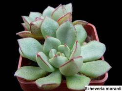 Echeveria moranii - 20 semenki