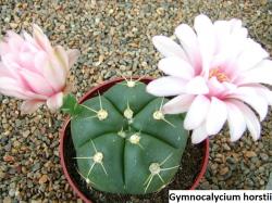 Gymnocalycium horstii - 10 semenki