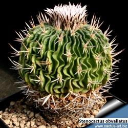 Stenocactus obvallatus (pentacanthus) (rare spines) - 10 semenki