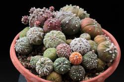 Astrophytum mix - 20 semenki