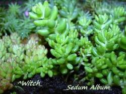 sedum zeleni iglicasti