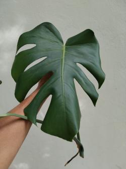 Monstera deliciosa vršna reznica