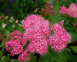 Spiraea japonica