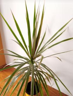 Dracaena marginata tricolor -mlada biljka