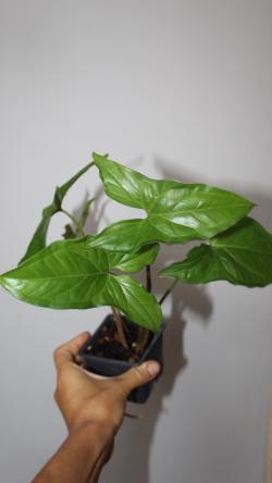 Syngonium Green