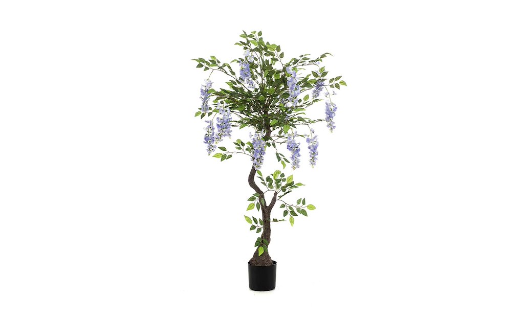 Biljka u činiji Wisteria Parasol 150cm plava