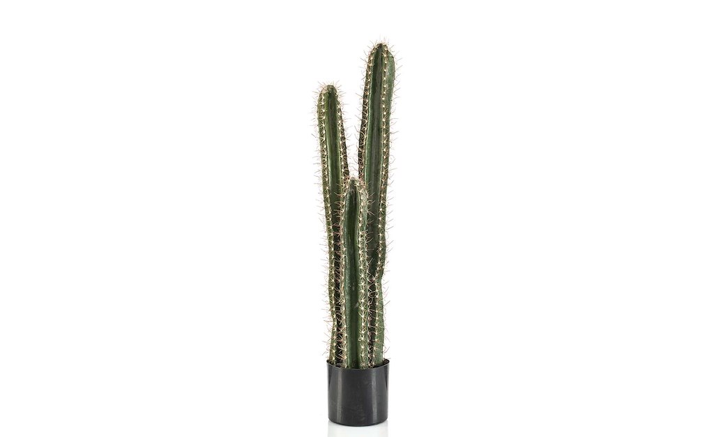 Biljka u činiji Cactus Cereus 95cm