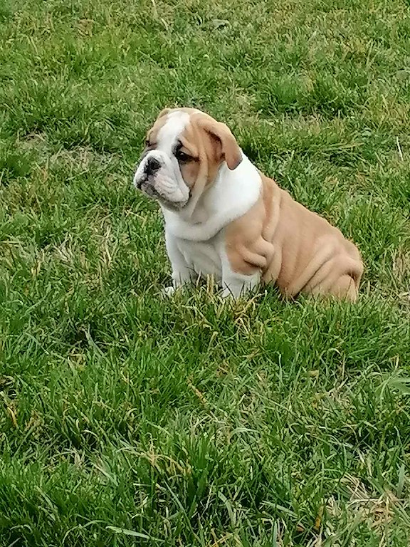 Engleski buldog štenci
