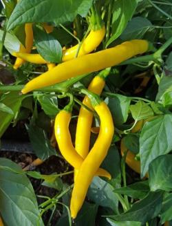 Chilli Cayenne long slim žuti (30 semenki) yellow