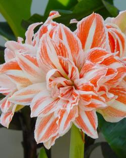 AMARYLLIS Double DANCING QUEEN