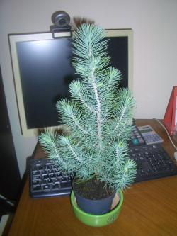 Pinus pinea SILVER CREST -PINJOL