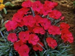 Dianthus gratianopolitanus