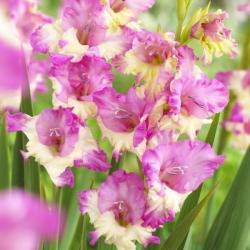 Gladiolus Maggie