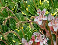 Saxifraga umbrosa variegata