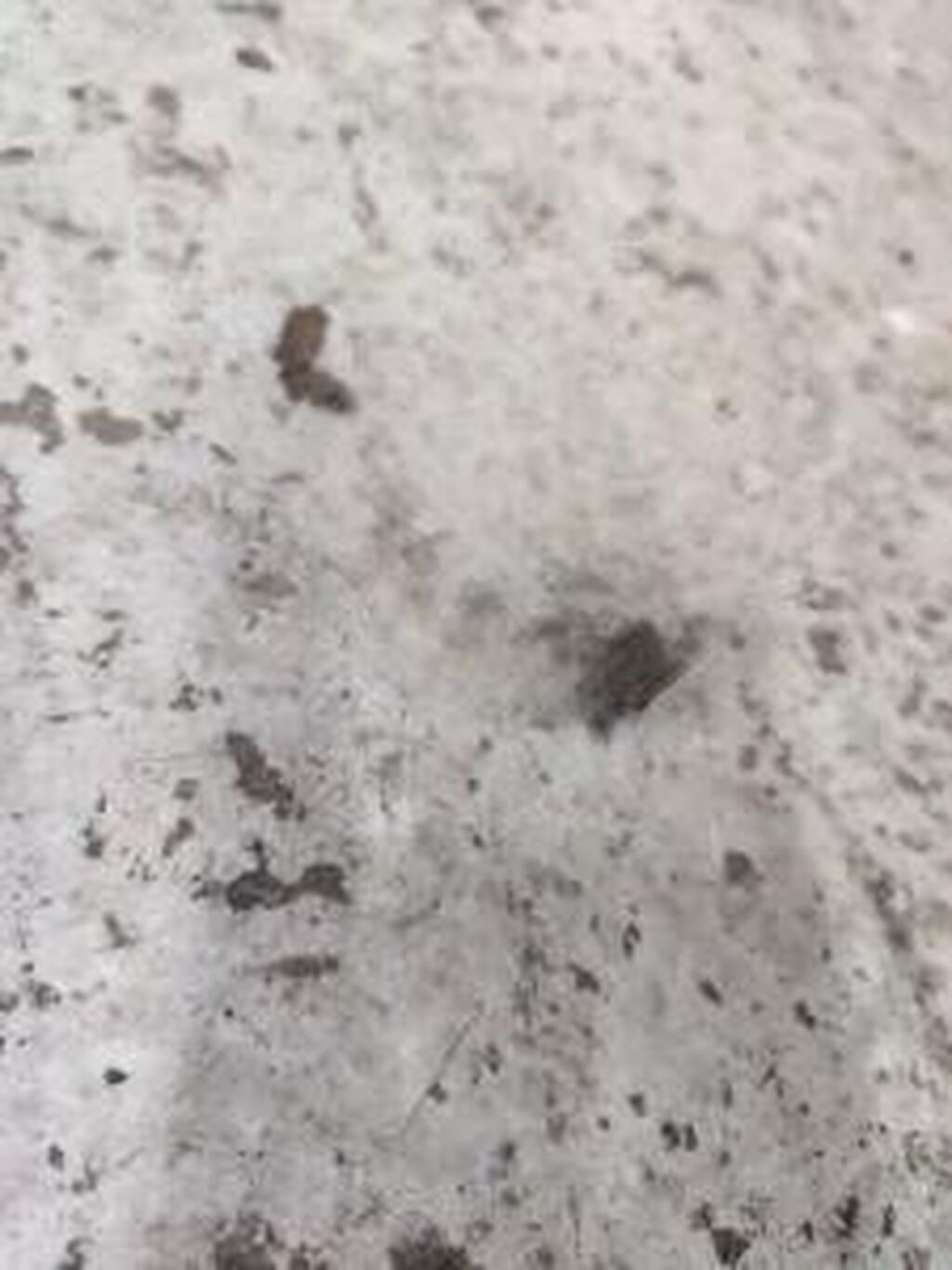 Fiat Grande Punto 1.4 t-jet 120ks remenica radilice. Fiat Grande Punto