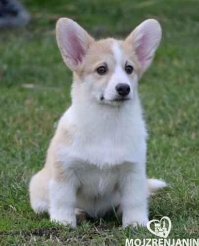 Velski korgi/Welsh Corgi Pembroke POVOLJNO