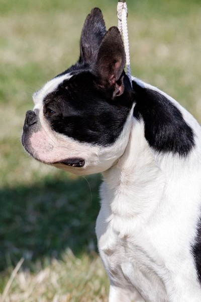 Boston terrier zreli muzjak