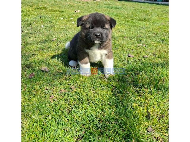 Američka Akita štenci