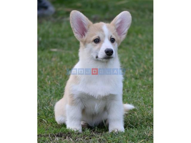 Velski korgi/Welsh Corgi Pembroke