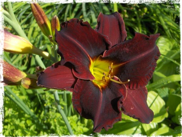 HEMEROCALLIS Ed Murray