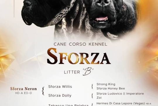 Cane Corso Štenci